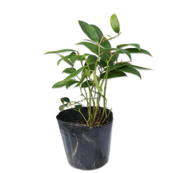 【セイヨウイワナンテン/アキシラリス】（アメリカイワナンテン） 読み：せいよういわなんてん/あきしらりす 学名：Leucothoe axillaris ツツジ科イワナンテン属 常緑低木  【商品情報】 セイヨウイワナンテンは1.0ｍ程度にな...