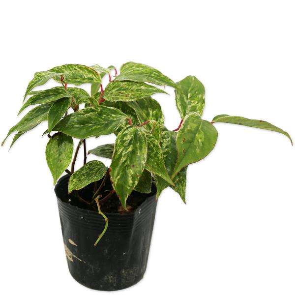 【セイヨウイワナンテン/レインボー】（アメリカイワナンテン） 読み：せいよういわなんてん/れいんぼー 学名：Leucotboe walteri 'Rainbow' ツツジ科イワナンテン属 常緑低木  【商品情報】 セイヨウイワナンテンは1....