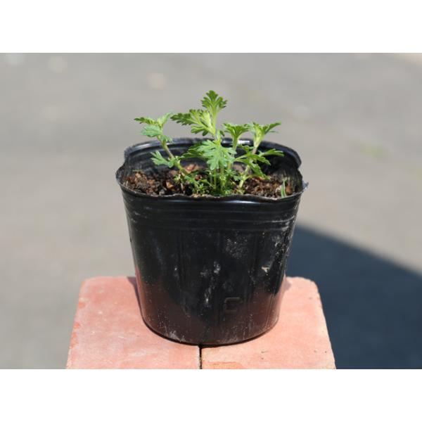 【宿根バーベナ】 読み：しゅっこんばーべな 学名：Verbena rigida クマツヅラ科クマツヅラ属 常緑多年草  【商品説明】 宿根バーベナは常緑多年草です。小さな花が密について株を覆い尽くします。花期が長く春から秋まで楽しめます。花...