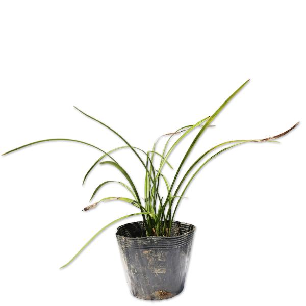 【シュンラン】 読み：しゅんらん 学名：Cymbidium goeringii ラン科シュンラン属 常緑多年草  【商品説明】 シュンランは常緑多年草です。小さな花が春にさきます。大きく分けて日本シュンランと中国シュンランがあります。日本シ...