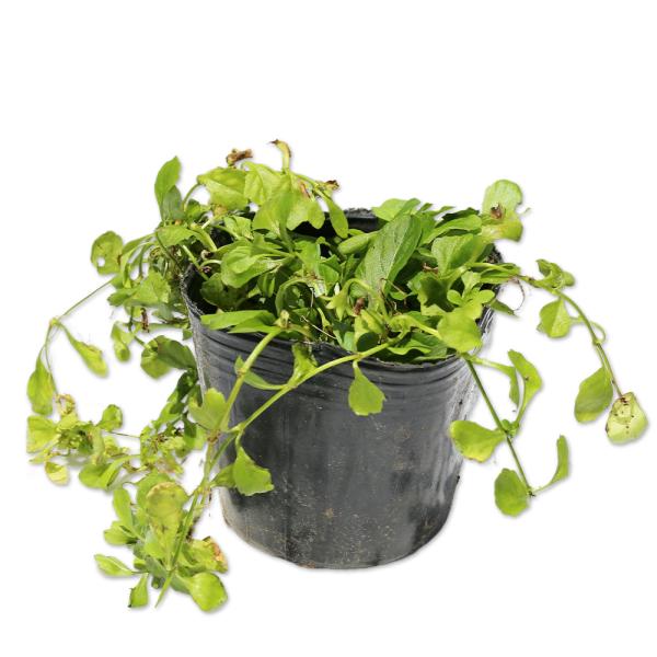 【シロバナサギゴケ】 読み：しろばなさぎごけ 学名：Mazus miquelii. Makino f.albiflorus. Makino ハエドクソウ科サギゴケ属 常緑宿根草  【商品説明】 シロバナサギゴケは常緑宿根草です。明るく鮮やか...