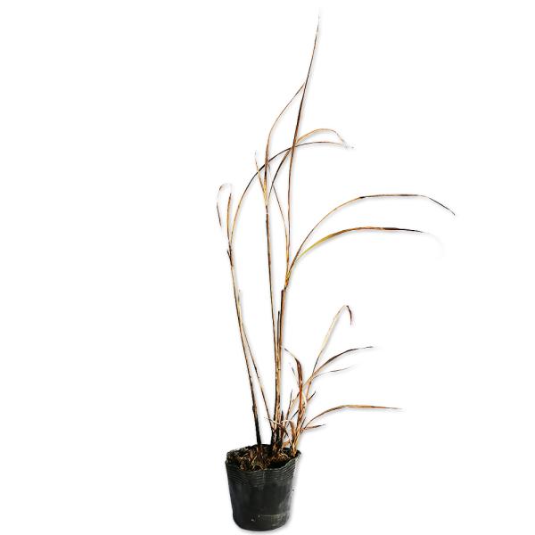 【ススキ】 読み：すすき 学名：Miscanthus sinensis イネ科ススキ属 落葉多年草  【商品説明】 ススキは落葉多年草です。地中茎で増殖します。葉は細く密集して伸びます。秋に30ｃｍ程度の白銀色の花穂をつけます。冬には上部が...