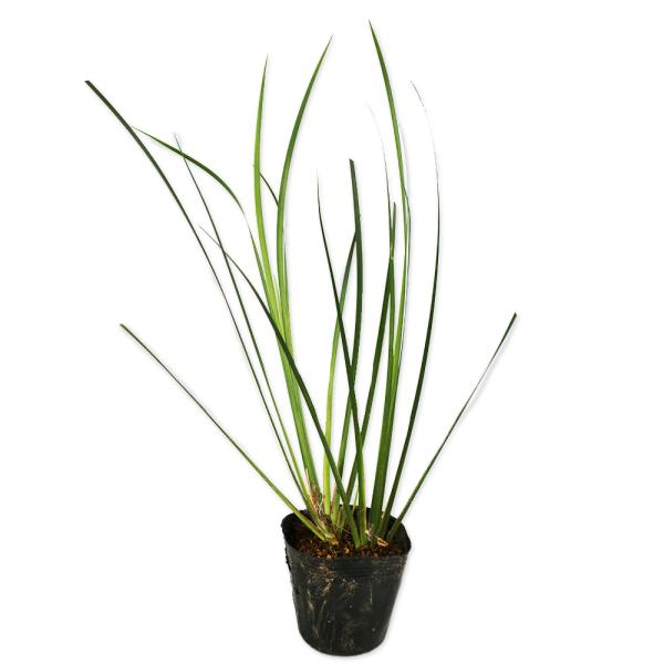 【セキショウ】 読み：せきしょう 学名：Acorus gramineus サトイモ科ショウブ属 常緑多年草  【商品情報】 セキショウは日本全国に自生している多年草です。高さは40ｃｍ程度になります。ショウブとよく似ています。光沢があり存在...