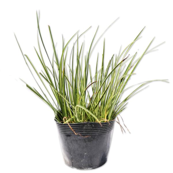 【斑入りセキショウ】 読み：ふいりせきしょう 学名：Acorus gramineus サトイモ科ショウブ属 常緑多年草  【商品情報】 セキショウは日本全国に自生している多年草です。高さは40ｃｍ程度になります。ショウブとよく似ています。光...