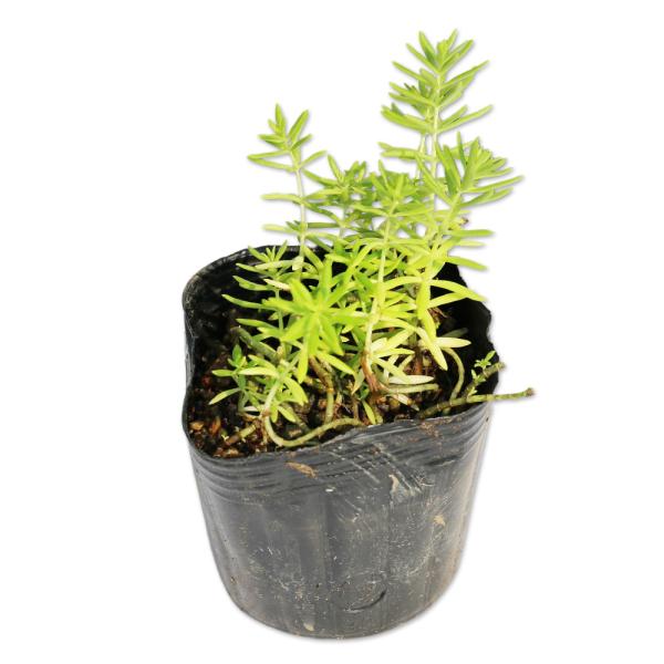 【セダム/メキシコマンネングサ】 読み：めきしこまんねんぐさ 学名：Sedum mexicanum ベンケイソウ科マンネングサ属 常緑コケ植物  【商品情報】 セダムは常緑性の多肉植物です。アジア、ヨーロッパ、北米など世界中に自生しています...