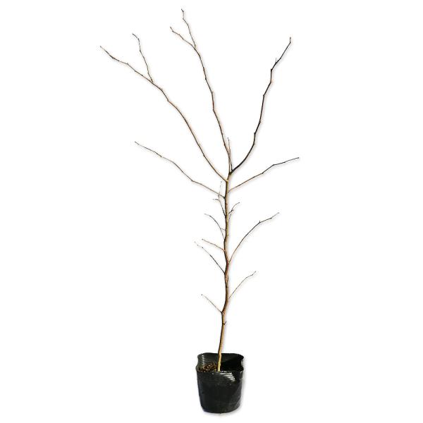 【サワフタギ】 読み：さわふたぎ 学名：Symplocos chinensis Druce f. pilosa Ohwi ハイノキ科ハイノキ属 落葉低木  【商品情報】 サワフタギは落葉低木です。日本に自生していて、沢などの湿地に自生してい...