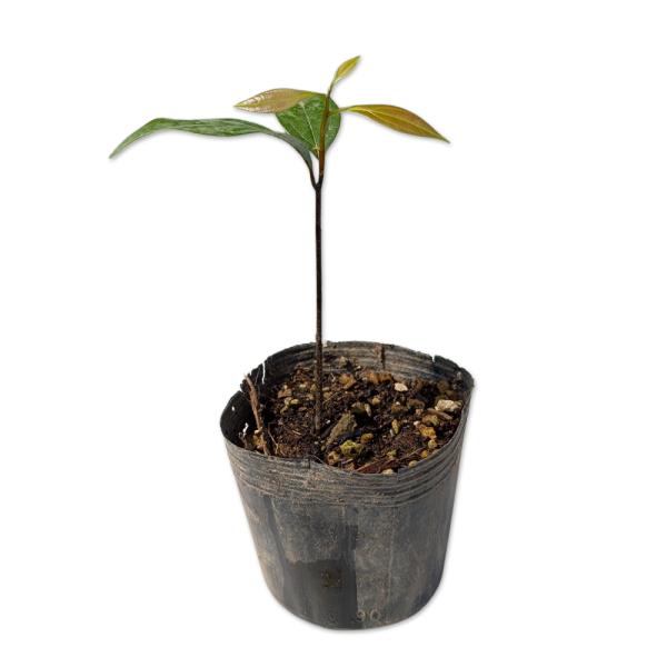 【ヤブニッケイ】 読み：やぶにっけい 学名：Cinnamomum tenuifolium クスノキ科シロダモ属 常緑高木  【商品情報】 ヤブニッケイは樹高15ｍ程になる常緑高木です。葉は緑色で裏は白いのが特徴で、大きさは15ｃｎ程度になり...