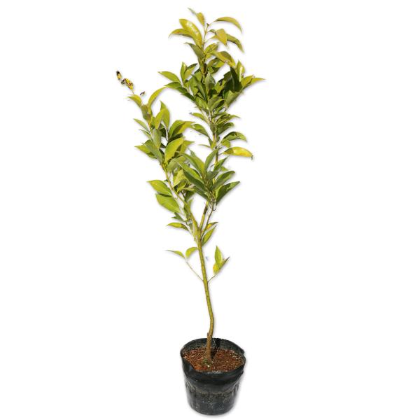 【ヤブニッケイ】 読み：やぶにっけい 学名：Cinnamomum tenuifolium クスノキ科シロダモ属 常緑高木  【商品情報】 ヤブニッケイは樹高15ｍ程になる常緑高木です。葉は緑色で裏は白いのが特徴で、大きさは15ｃｎ程度になり...