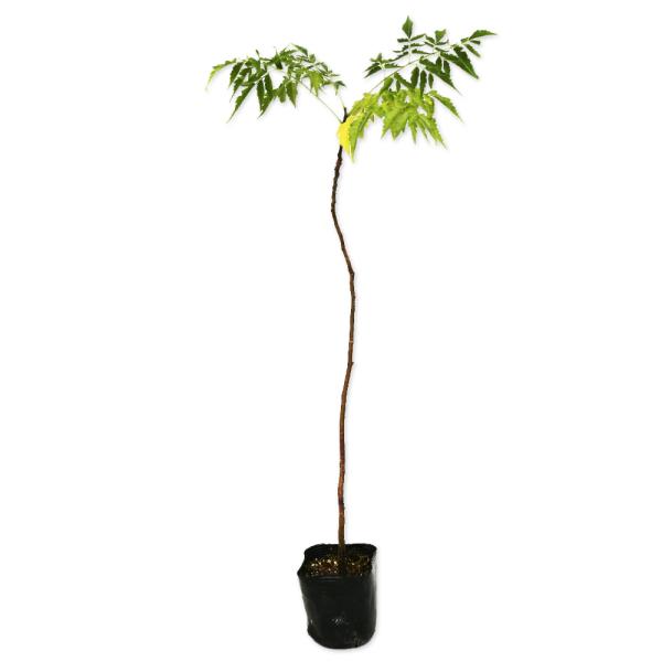 【センダン】 読み：せんだん 学名：Melia azedarach Linn センダン科センダン属 落葉高木  【商品情報】 センダンは高さ15ｍになる落葉高木です。非常に成長が早く緑化木や山林に使用されます。葉鮮やかな緑色で、大きさは50...