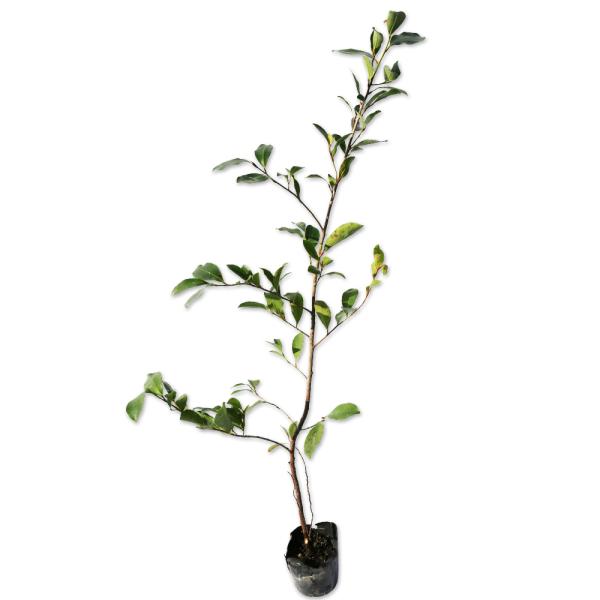 【サカキ】（ホンサカキ） 読み：さかき 学名：Cleyera japonica モッコク科サカキ属 常緑高木  【商品情報】 サカキの枝は昔から神事の際に用いる玉串として利用されてきました。今でも神棚にあげるのに使用されます。葉は厚みがあり...