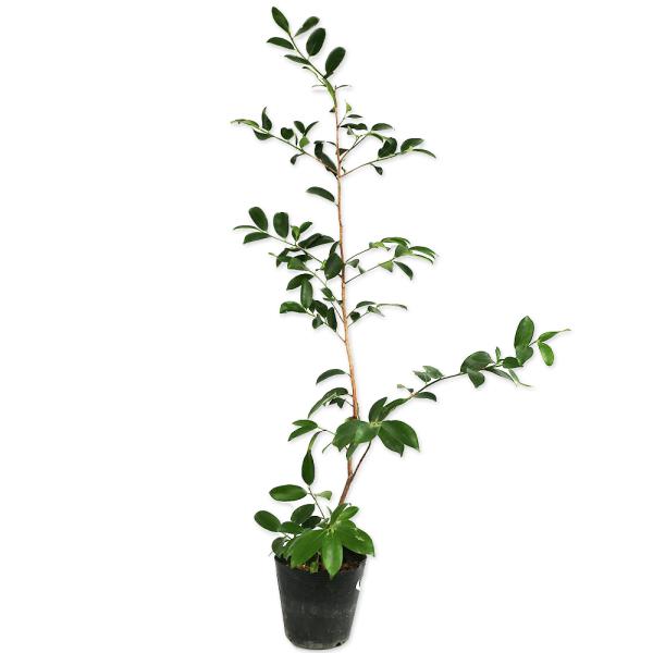 【サカキ】（ホンサカキ） 読み：さかき 学名：Cleyera japonica モッコク科サカキ属 常緑高木  【商品情報】 サカキの枝は昔から神事の際に用いる玉串として利用されてきました。今でも神棚にあげるのに使用されます。葉は厚みがあり...