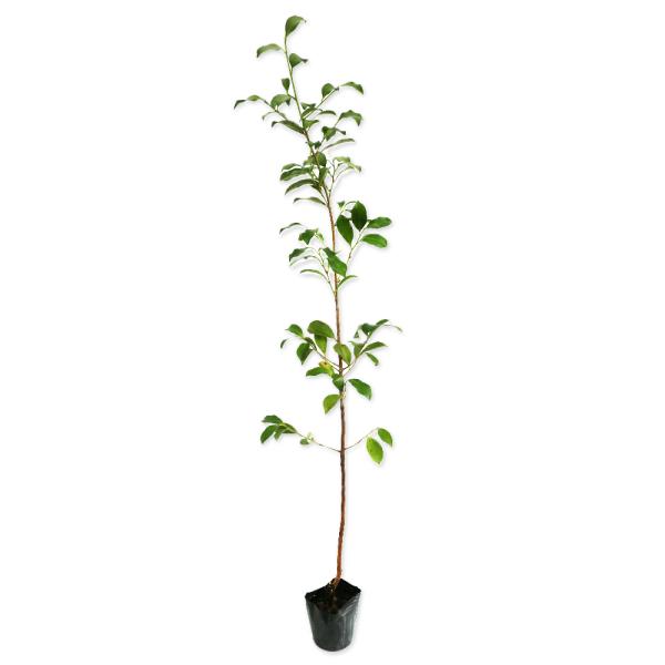 【サカキ】（ホンサカキ） 読み：さかき 学名：Cleyera japonica モッコク科サカキ属 常緑高木  【商品情報】 サカキの枝は昔から神事の際に用いる玉串として利用されてきました。今でも神棚にあげるのに使用されます。葉は厚みがあり...