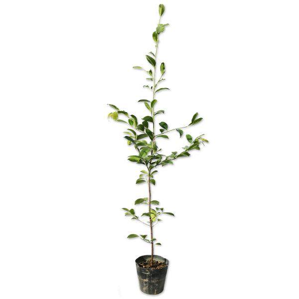 【サカキ】（ホンサカキ） 読み：さかき 学名：Cleyera japonica モッコク科サカキ属 常緑高木  【商品情報】 サカキの枝は昔から神事の際に用いる玉串として利用されてきました。今でも神棚にあげるのに使用されます。葉は厚みがあり...