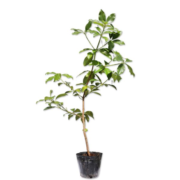 【シキミ】 読み：しきみ 学名：Illicium anisatum マツブサ科シキミ属 常緑高木  【商品情報】 シキミは暖地の山地に自生していて昔から墓花としてよく知られています。日蓮正宗などではシキミの枝葉を仏前に供えるらしいです。葉は...
