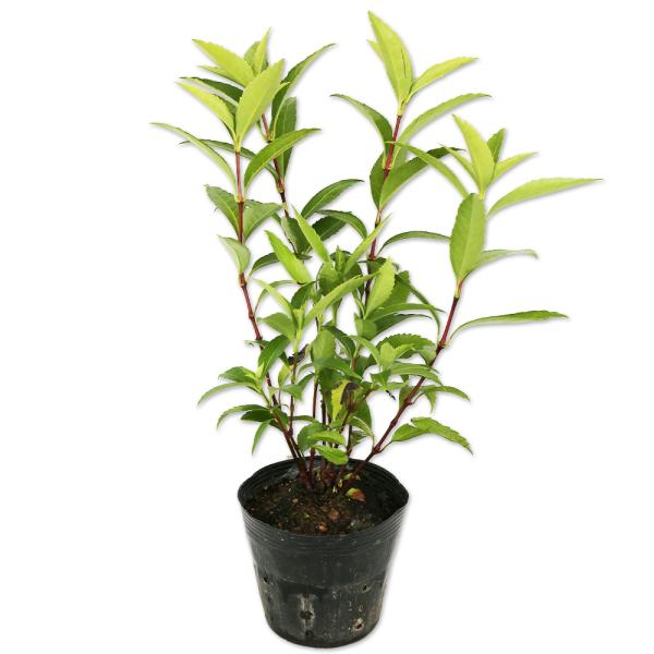 【千両】（センリョウ） 読み：せんりょう 学名：Sarcandra glabra センリョウ科センリョウ属 常緑低木  【商品情報】 千両は山林の樹陰に自生しています。成長は遅いです。葉は楕円形で皮質です。夏に小さな白い花をさかせ、秋になる...