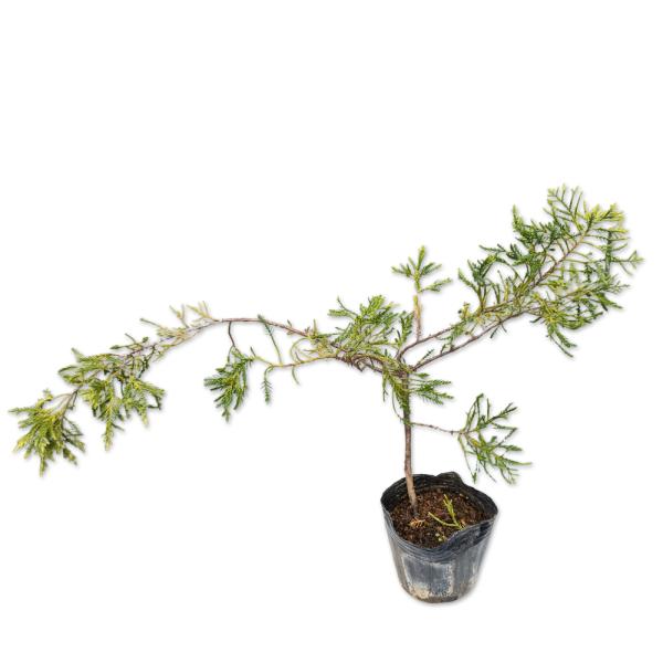 【セイブロックゴールド】 読み：せいぶろっくごーるど 学名：Juniperus pfitzeriana'Saybrook Gold' ヒノキ科ビャクシン属 常緑低木  【商品情報】 ビャクシンはコニファーの一種です。低木から高木まで様々な品...