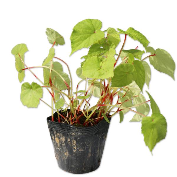 【シュウカイドウ】 読み：しゅうかいどう 学名：Begonia grandis  シュウカイドウ科シュウカイドウ属 球根  【商品説明】 シュウカイドウは多年草です。夏から秋にかけて成長します。葉は20cm程度と大きく、シュウ酸が含まれてい...