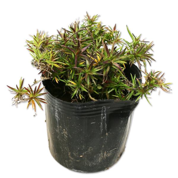 【シバザクラ/スカーレットフレーム】 読み：しばざくら/すかーれっとふれーむ 学名：Phlox subulata Scarlet Flame  ハナシノブ科フロックス属 常緑多年草  【商品情報】 シバザクラは4〜5月にサクラに似た小さな花...