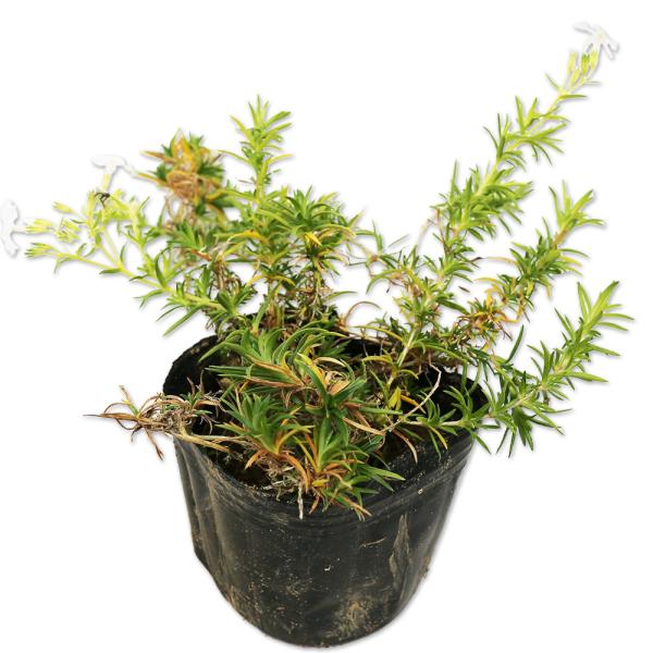 【シバザクラ/モンブランホワイト】 読み：しばざくら/もんぶらんほわいと 学名：Phlox subulata Mont Blanc  ハナシノブ科フロックス属 常緑多年草  【商品情報】 シバザクラは4〜5月にサクラに似た小さな花を咲かすの...