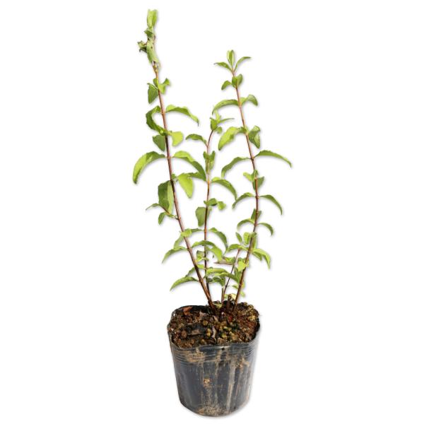 【サラサウツギ】(更紗空木) 読み：さらさうつぎ 学名：Deutzia crenata f.plena アジサイ科ウツギ属 落葉低木 別名：ツカサウツギ、ヤエウツギ  【商品情報】 ウツギは5〜6月に枝先に白い花を多くつけます。サクラが咲き...