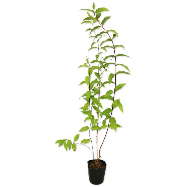 【サラサウツギ】(更紗空木) 読み：さらさうつぎ 学名：Deutzia crenata f.plena アジサイ科ウツギ属 落葉低木 別名：ツカサウツギ、ヤエウツギ  【商品情報】 ウツギは5〜6月に枝先に白い花を多くつけます。サクラが咲き...