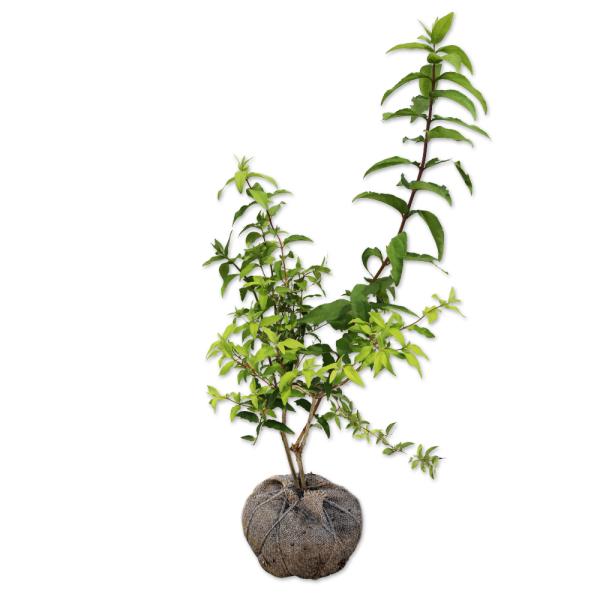 【サラサウツギ】(更紗空木) 読み：さらさうつぎ 学名：Deutzia crenata f.plena アジサイ科ウツギ属 落葉低木 別名：ツカサウツギ、ヤエウツギ  【商品情報】 ウツギは5〜6月に枝先に白い花を多くつけます。サクラが咲き...