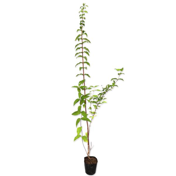 【サラサウツギ】(更紗空木) 読み：さらさうつぎ 学名：Deutzia crenata f.plena アジサイ科ウツギ属 落葉低木 別名：ツカサウツギ、ヤエウツギ  【商品情報】 ウツギは5〜6月に枝先に白い花を多くつけます。サクラが咲き...