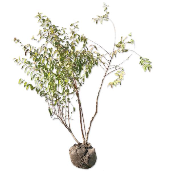 【サラサウツギ】(更紗空木) 読み：さらさうつぎ 学名：Deutzia crenata f.plena アジサイ科ウツギ属 落葉低木 別名：ツカサウツギ、ヤエウツギ  【商品情報】 ウツギは5〜6月に枝先に白い花を多くつけます。サクラが咲き...