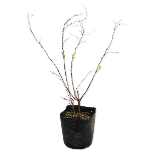 【シロバナシモツケ】（白花下野） 読み：しろばなしもつけ 学名：Spiraea japonica f. albiflora バラ科シモツケ属 落葉低木 別名：アイズシモツケ  【商品情報】 シモツケは1ｍ程度になる落葉低木です。花が美しい品...