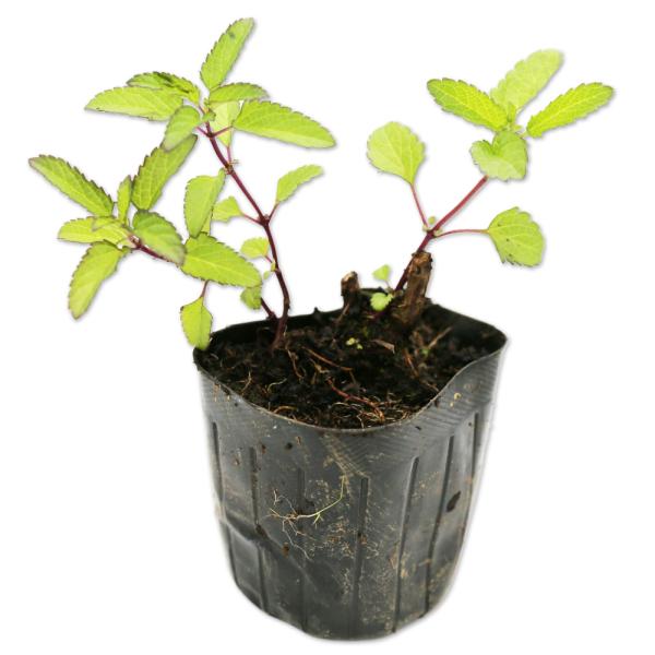 【ボックセージ】（） 読み：ぼっくせーじ 学名：Salvia uliginosa シソ科アキギリ属 半常緑低木 別名：サルビア/ウルギノーサ  【商品情報】 セージは半常緑低木です。和名ではヤクヨウサルビアといいます。サルビアの近縁です。背...