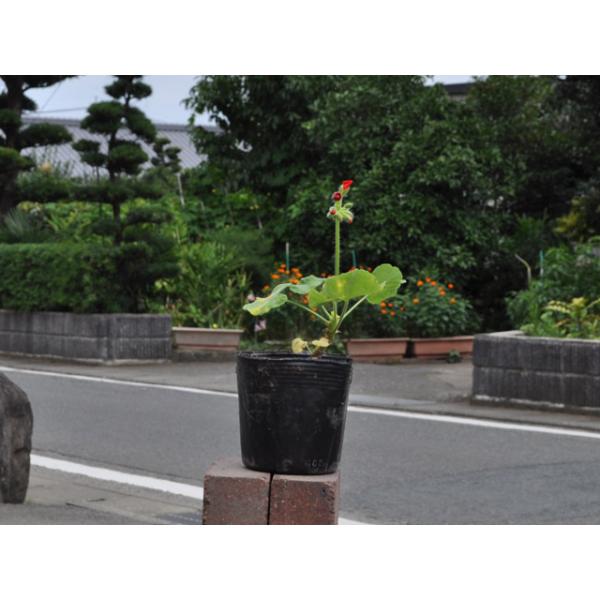 【ゼラニウム】（天竺葵） 読み：ぜらにうむ 学名：Pelargonium フウロソウ科テンジクアオイ属 多年草 別名：テンジクアオイ  【商品説明】 ゼラニウムは多年草です。鉢植えや花壇の定番草花で品種が多いです。葉は主に掌状か羽状の切れ込...