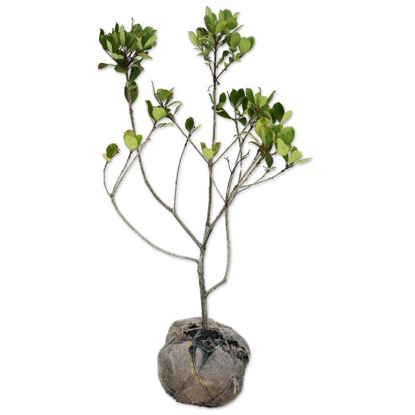 【ベニバナシャリンバイ】（紅花車輪梅） 読み：べにばなしゃりんばい 学名：Rhaphiolepis indica var. umbellata バラ科シャリンバイ属 常緑高木 別名：  【名前の由来】 小枝が車輪の主軸のように放射状に成長し...