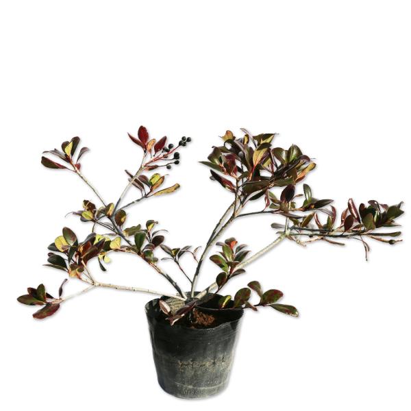 【マルバシャリンバイ】（丸葉車輪梅） 読み：まるばしゃりんばい 学名：Rhaphiolepis umbellata var. integerrima バラ科シャリンバイ属 常緑高木 別名：  【名前の由来】 葉が丸いことから。小枝が車輪の主...