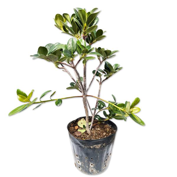 【マルバシャリンバイ】（丸葉車輪梅） 読み：まるばしゃりんばい 学名：Rhaphiolepis umbellata var. integerrima バラ科シャリンバイ属 常緑高木 別名：  【名前の由来】 葉が丸いことから。小枝が車輪の主...