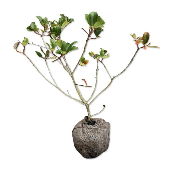 【マルバシャリンバイ】（丸葉車輪梅） 読み：まるばしゃりんばい 学名：Rhaphiolepis umbellata var. integerrima バラ科シャリンバイ属 常緑高木 別名：  【名前の由来】 葉が丸いことから。小枝が車輪の主...