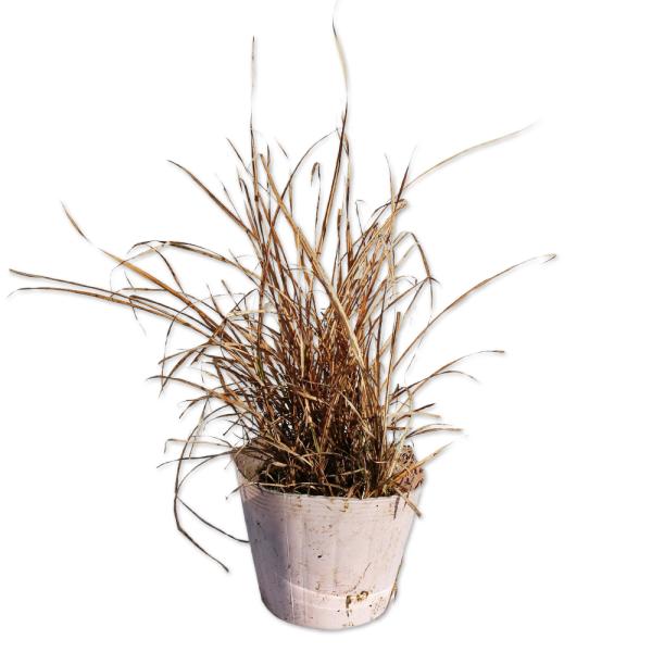 【ヤクシマススキ】（屋久島薄） 読み：やくしますすき 学名：Miscanthus sinensis var. gracillimus イネ科ススキ属 落葉多年草 別名：  【名前の由来】 ヤクシマに自生することから。野焼き後に残る茎から。 ...