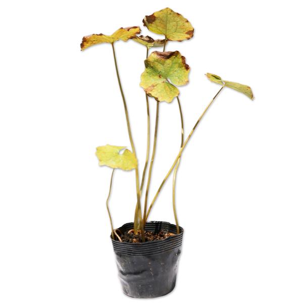 【シラユキゲシ】（白雪芥子） 読み：しらゆきげし 学名：Eomecon chionantha ケシ科シラユキゲシ属 多年草 別名：スノーポピー  【名前の由来】 花の色とケシから。  【商品説明】 シラユキゲシは多年草です。春に控え目なナツ...