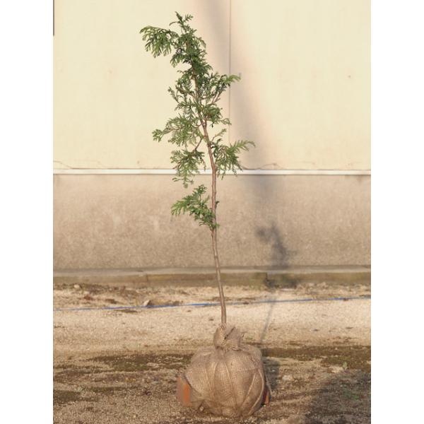 【サワラ】（椹） 読み：さわら 学名：Chamaecyparis pisifera ヒノキ科ヒノキ属 常緑高木 別名：  【名前の由来】 爽やかの古語「さわらか」からすっきりしているという意味より。  【商品情報】 サワラは常緑高木です。外...