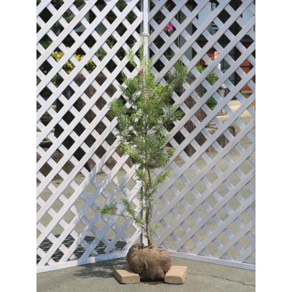【サワラ】（椹） 読み：さわら 学名：Chamaecyparis pisifera ヒノキ科ヒノキ属 常緑高木 別名：  【名前の由来】 爽やかの古語「さわらか」からすっきりしているという意味より。  【商品情報】 サワラは常緑高木です。外...