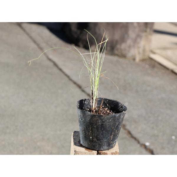 【スティパ】(羽茅) 読み：すてぃぱ 学名：Stipa tenuissima　　 イネ科スティパ属 常緑多年草 別名：エンジェルヘアー、ポニーテール、ハネガヤ  【名前の由来】   【商品情報】スティパは1mになる常緑多年草です。中央アメリ...