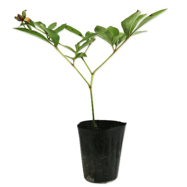 【シャクヤク/赤】(芍薬) 読み：しゃくやく/あか 学名：Paeonia lactiflora ボタン科ボタン属 多年草 別名：エビスグサ  【名前の由来】   【商品情報】シャクヤクは1.2mになる多年草です。東アジアが原産です。葉は複葉...