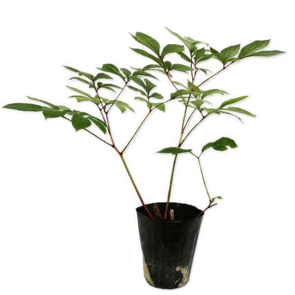 【シャクヤク/桃】(芍薬) 読み：しゃくやく/もも 学名：Paeonia lactiflora ボタン科ボタン属 多年草 別名：エビスグサ  【名前の由来】   【商品情報】シャクヤクは1.2mになる多年草です。東アジアが原産です。葉は複葉...