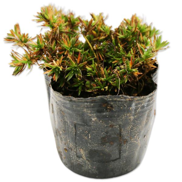 【シバザクラ/オータムローズ】（） 読み：しばざくら/おーたむろーず 学名：Phlox subulata ハナシノブ科フロックス属 常緑多年草 別名：  【商品情報】 シバザクラは4〜5月にサクラに似た小さな花を咲かすのが特徴です。葉が1ｃ...