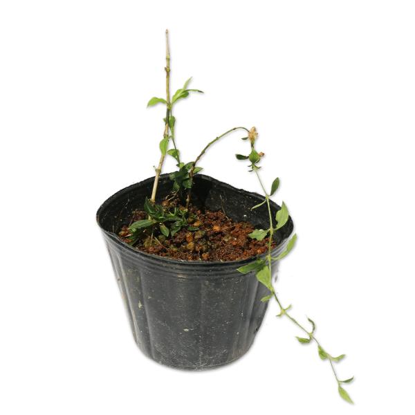 【センジュガンピ】(千手岩菲) 読み：せんじゅがんび 学名：Lychnis gracillima ナデシコ科センノウ属 多年草 別名：  【名前の由来】 岩菲に花が似ていることから。  【商品情報】センジュガンピは0.8mになる多年草です。...