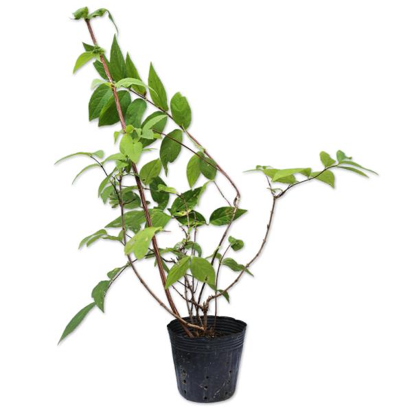 【サクラウツギ】(桜空木) 読み：さくらうつぎ 学名：Deutzia crenata,forma bicolor アジサイ科ウツギ属 落葉低木 別名：  【名前の由来】   【商品情報】サクラウツギは1.5mになる落葉低木です。日本が原産で...