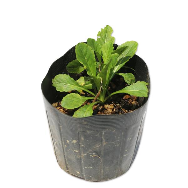 【サギゴケ/ピンク】() 読み：さぎごけ/ぴんく 学名：Mazus miquelii ハエドクソウ科サギゴケ属 常緑多年草 別名：  【名前の由来】   【商品情報】サギゴケ/ピンクは0.1mになる常緑多年草です。日本が原産です。葉は切れ込...