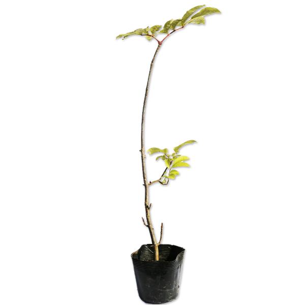 【シオジ】(塩地) 読み：しおじ 学名：Fraxinus platypoda Oliv モクセイ科トネリコ属 落葉広葉樹 別名：  【名前の由来】   【商品情報】シオジは30mになる落葉広葉樹です。葉は奇数羽状複葉です。樹皮はやや褐色を帯...