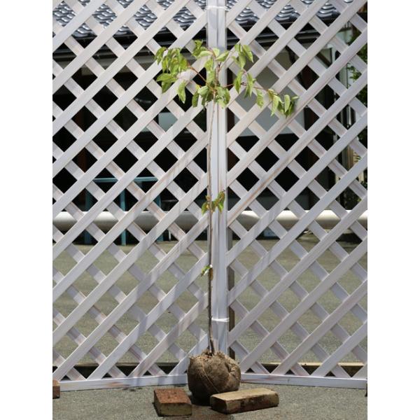 【サクラ/河津桜】（桜/カワヅザクラ） 読み：さくら/かわづざくら 学名：Cerasus lannesiana Carriere, 1872 ‘Kawazu-zakura’ バラ科サクラ属 落葉高木  【商品情報】 サクラは日本でも代表的な...