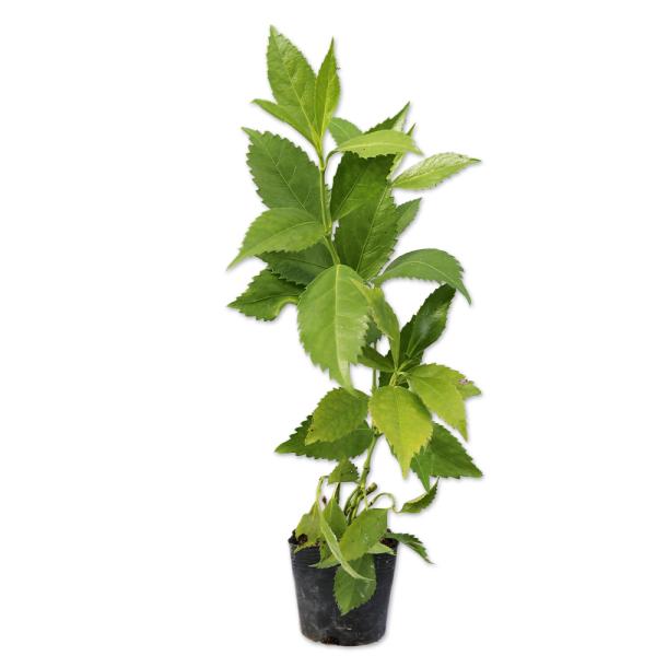 【センリョウ黄色実】（千両） 読み：せんりょう 学名：Sarcandra glabra センリョウ科センリョウ属 常緑低木  【商品情報】 千両は山林の樹陰に自生しています。成長は遅いです。葉は楕円形で皮質です。夏に小さな白い花をさかせ、秋...