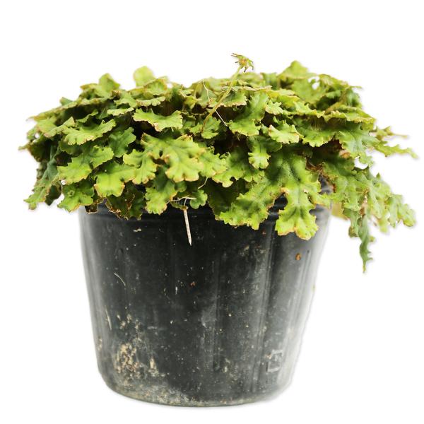 【ゼニゴケ】(銭苔) 読み：ぜにごけ 学名：Marchantia polymorpha L. ゼニゴケ科ゼニゴケ属 コケ植物 別名：−  【名前の由来】 葉の表面に穴があり、全体の形が昔の穴が空いた銭に似ていることから  【商品情報】ゼニゴ...